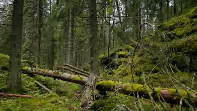 Tree Falling Down Stock Footage: Royalty-Free Video Clips - Storyblocks