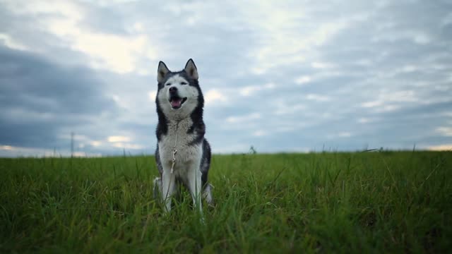 Husky Stock Footage: Royalty-Free Video Clips - Storyblocks