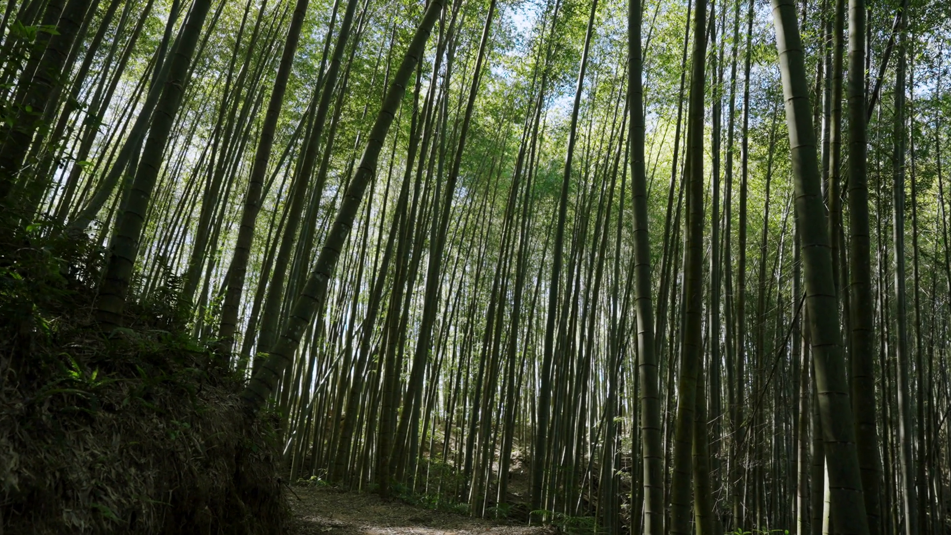 Walking In Bamboo Forest Ancient Log Trail Stock Footage SBV-352924318 ...