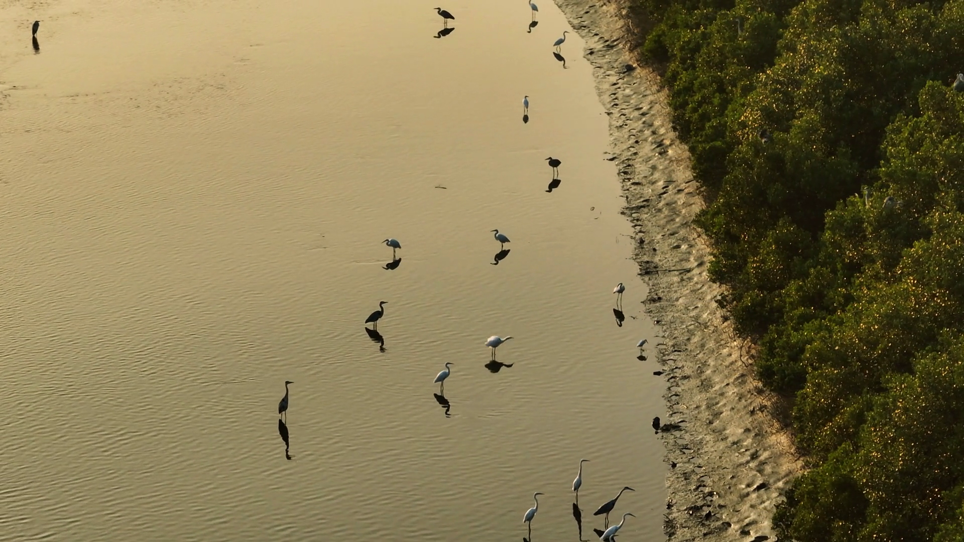 Aerial View Of Egret Birds In Riverbank Stock Footage SBV-352411231 ...
