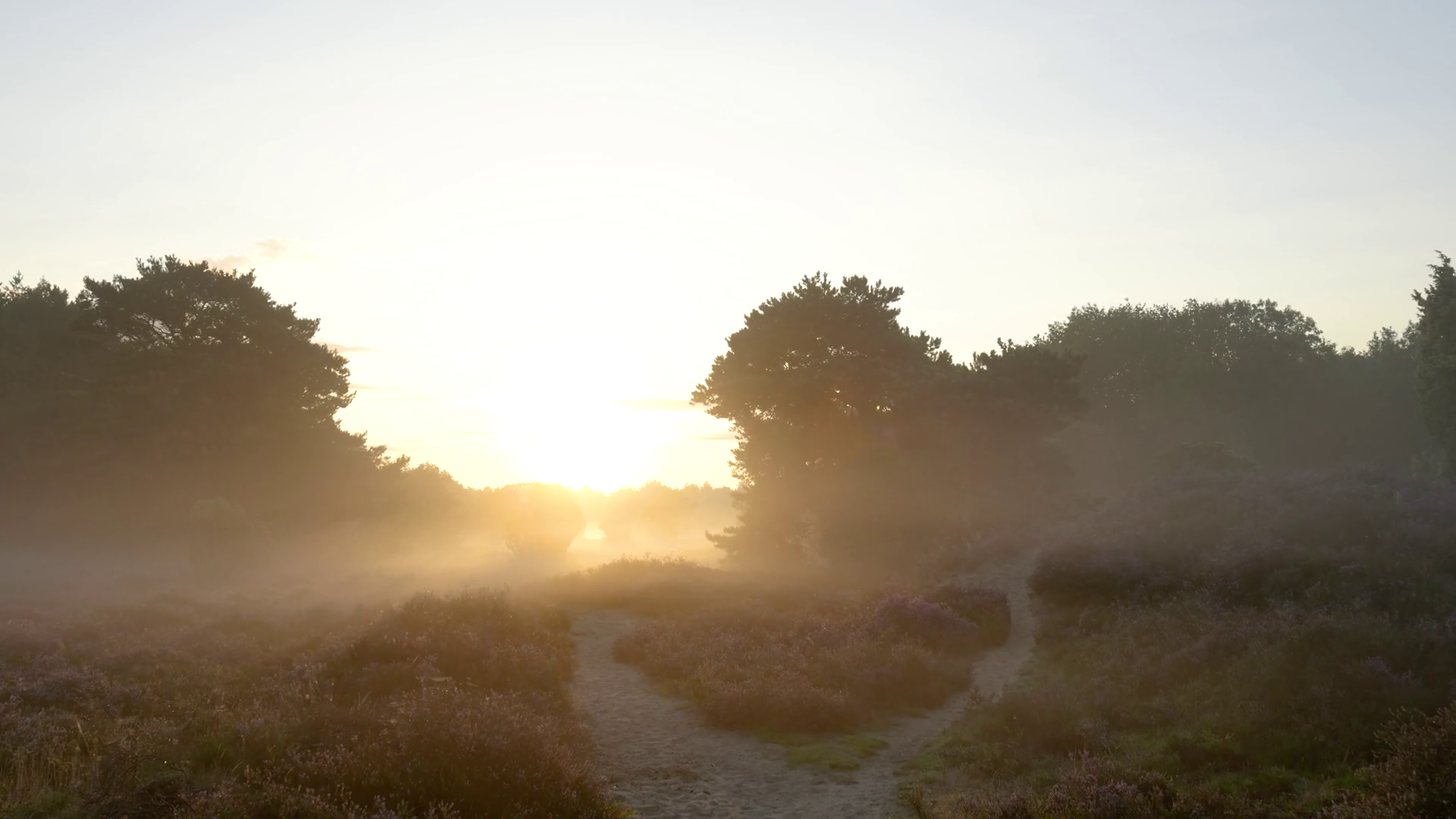 Golden Sunrise Illuminating Misty Heath Stock Footage SBV-351970776 ...