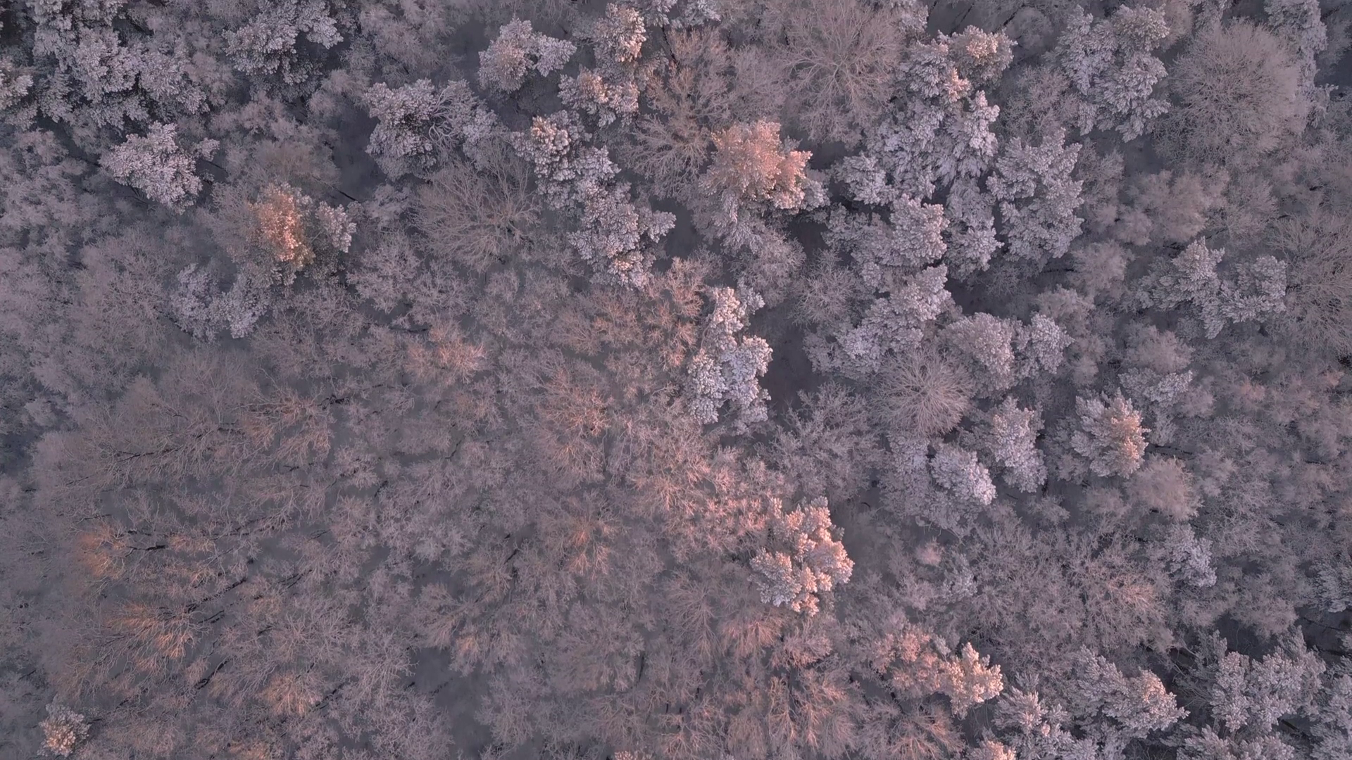 Infrared Aerial View Of Snowy Forest Canopy Stock Footage SBV-351971050 ...
