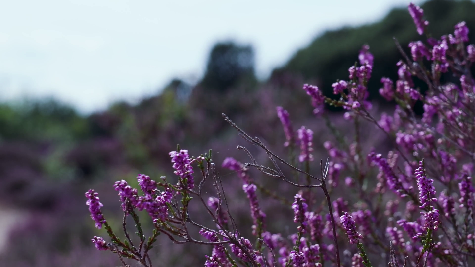 Heather Flowers Waving In Wind In Field Stock Footage SBV-352596216 ...