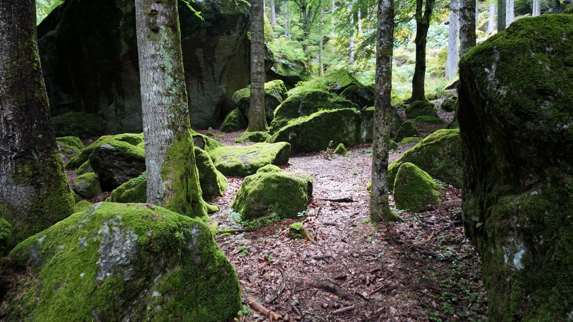 Alpine Woodland Exploration On Foot Stock Footage SBV-352629631 ...