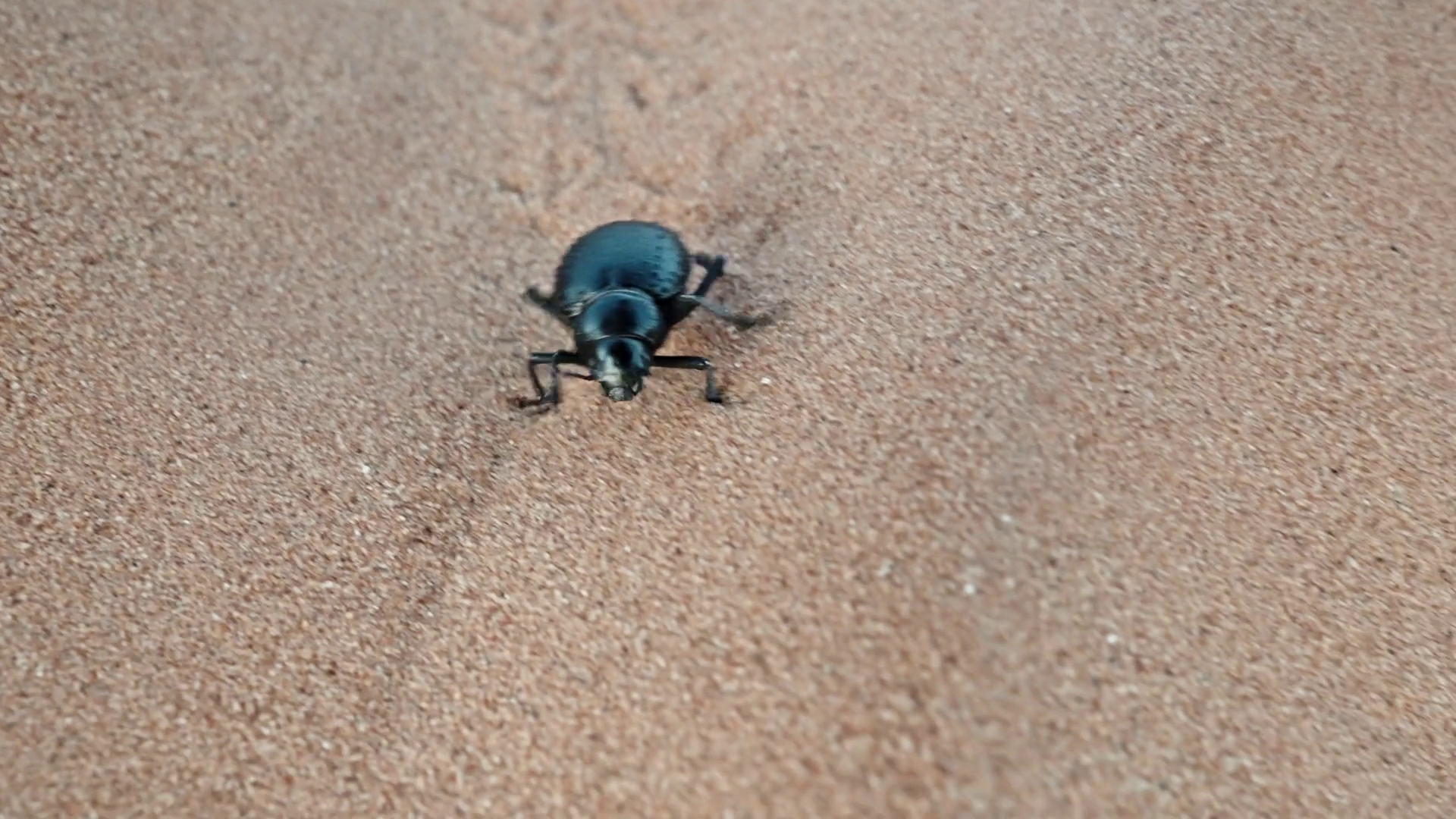 Life Of Small Insect In Vast Hot Desert Stock Footage SBV-351659752 ...