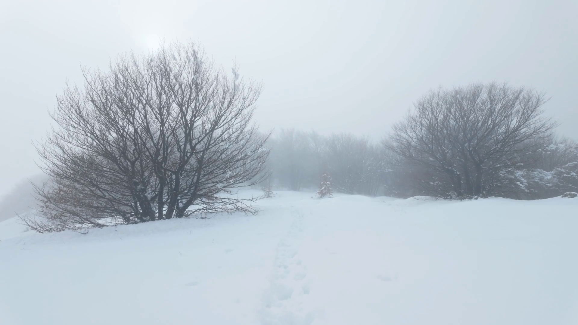 Icy Forest Hill Illuminated Soft Sunrise Stock Footage SBV-352052934 ...