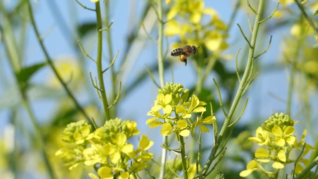 Stopmotion Background Stock Footage: Royalty-Free Video Clips - Storyblocks