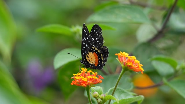 Download Royalty Free Butterfly Videos - Butterfly Stock Footage