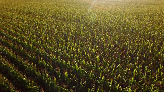 Corn Crop Stock Footage: Royalty-Free Video Clips - Storyblocks