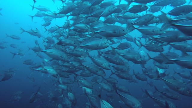Tuna Fishing Stock Footage: Royalty-Free Video Clips - Storyblocks