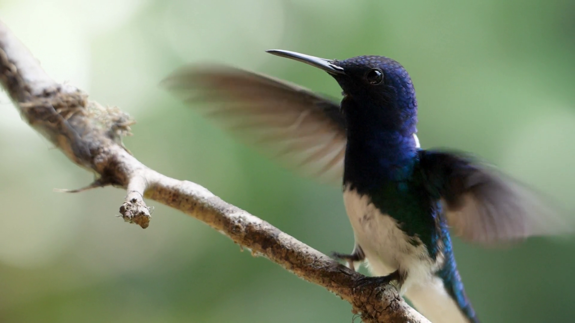 White-necked Jacobin Bird Perching On Branch Stock Footage SBV ...