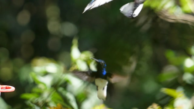 Hummingbird Flying Stock Footage: Royalty-Free Video Clips - Storyblocks