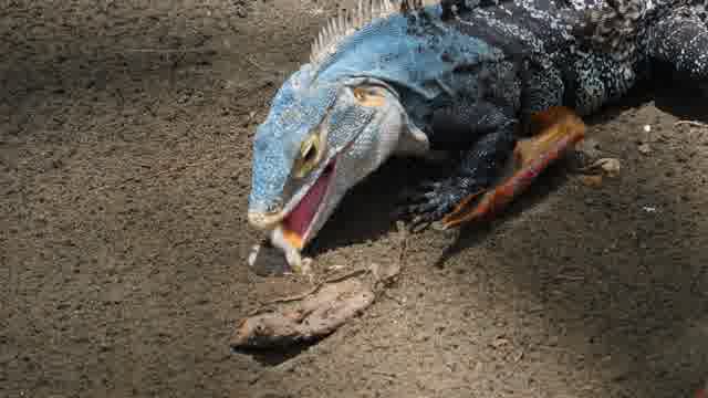 Aggressive Male Stock Footage: Royalty-Free Video Clips - Storyblocks