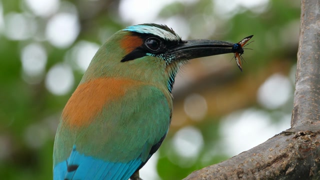 Bird Eating Insect Stock Footage: Royalty-Free Video Clips - Storyblocks