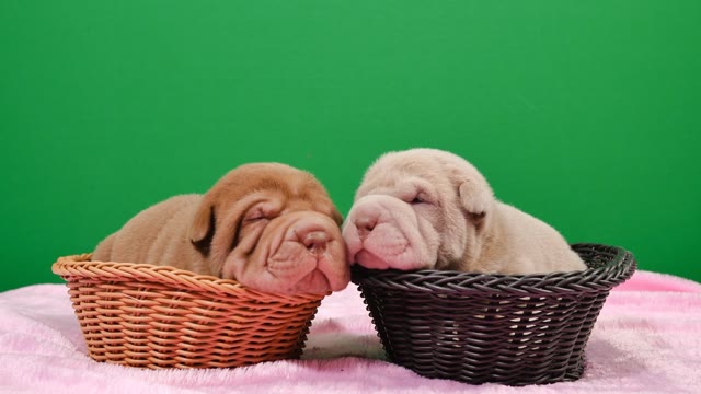 Greenscreen Baby Stock Footage: Royalty-Free Video Clips - Storyblocks