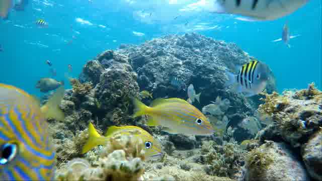 Underwater Fish Stock Footage: Royalty-Free Video Clips - Storyblocks