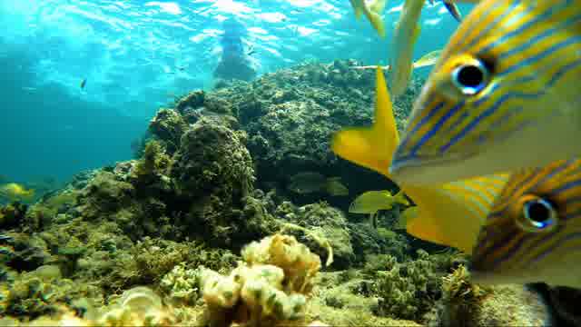 Ocean Fish Stock Footage: Royalty-Free Video Clips - Storyblocks