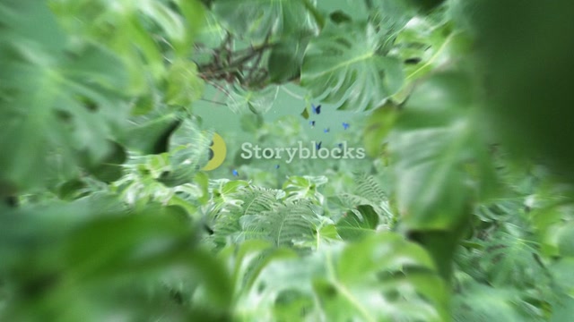 Nature Templates Royalty-Free - Storyblocks