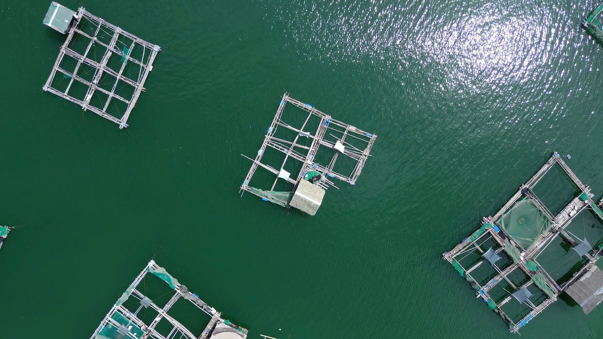 Aerial Top View Of Fish Farm With Cages Fish Stock Footage SBV ...