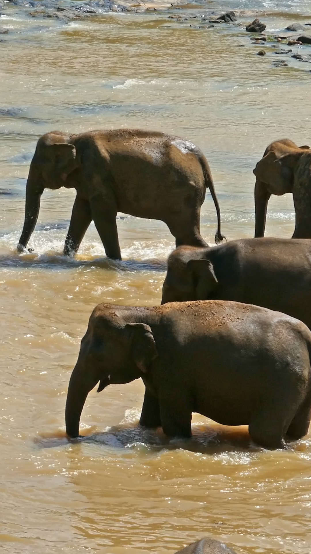 Elephants In Tropical River Stock Footage SBV-353110480 - Storyblocks