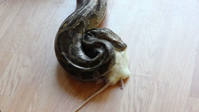 Anaconda Snake Stock Footage: Royalty-Free Video Clips - Storyblocks