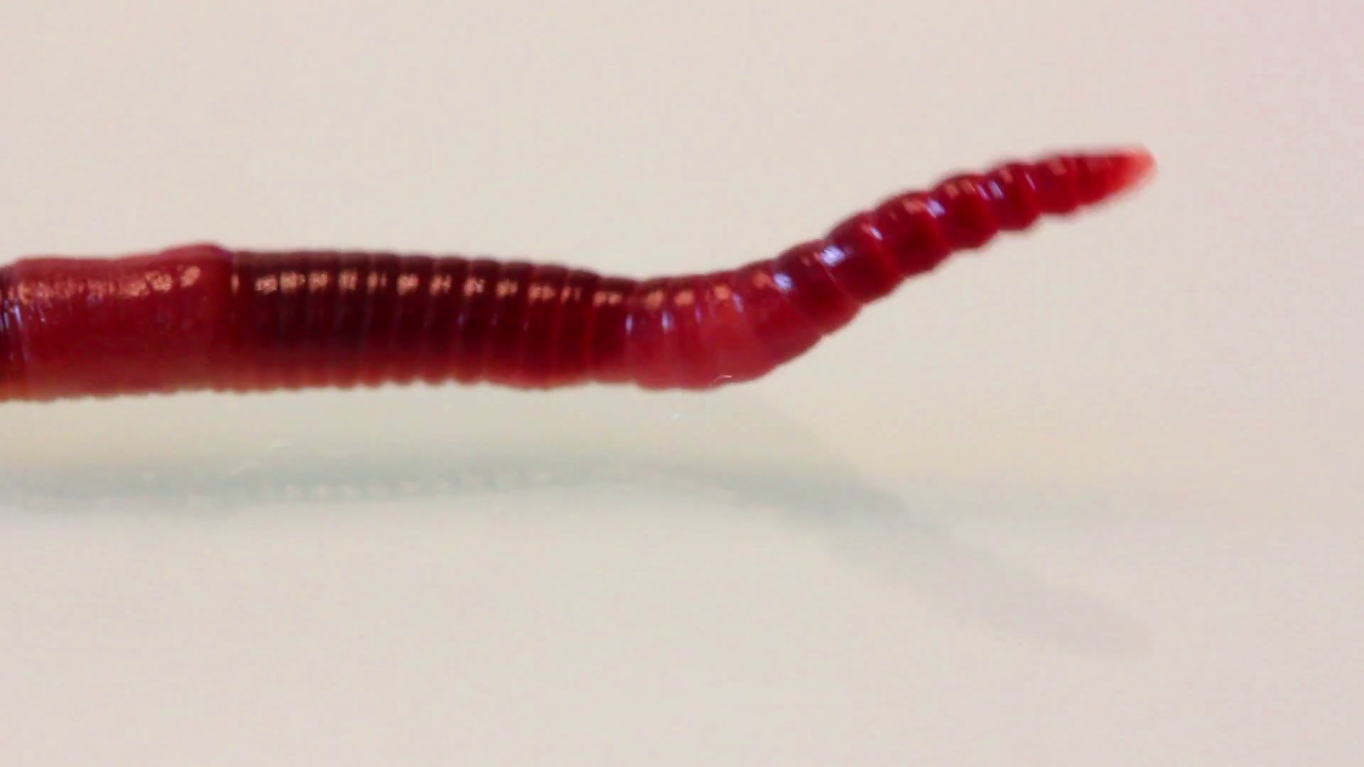 Red Worm Macro Macro Stock Footage SBV-347789197 - Storyblocks