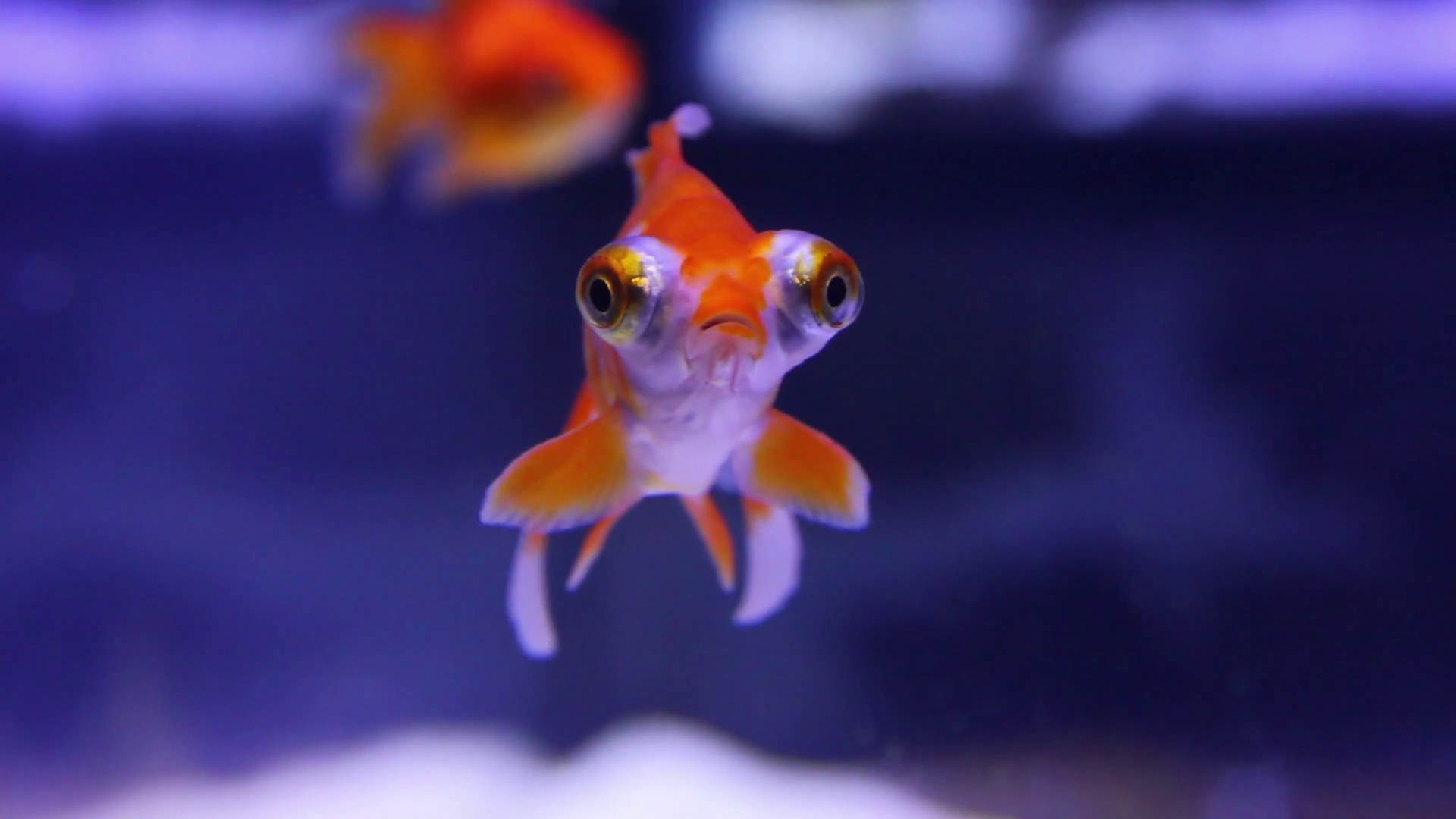 Telescope Goldfish In Aquarium Stock Footage SBV-347790778 - Storyblocks