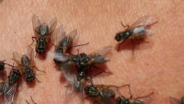 Flies Stock Footage: Royalty-Free Video Clips - Storyblocks