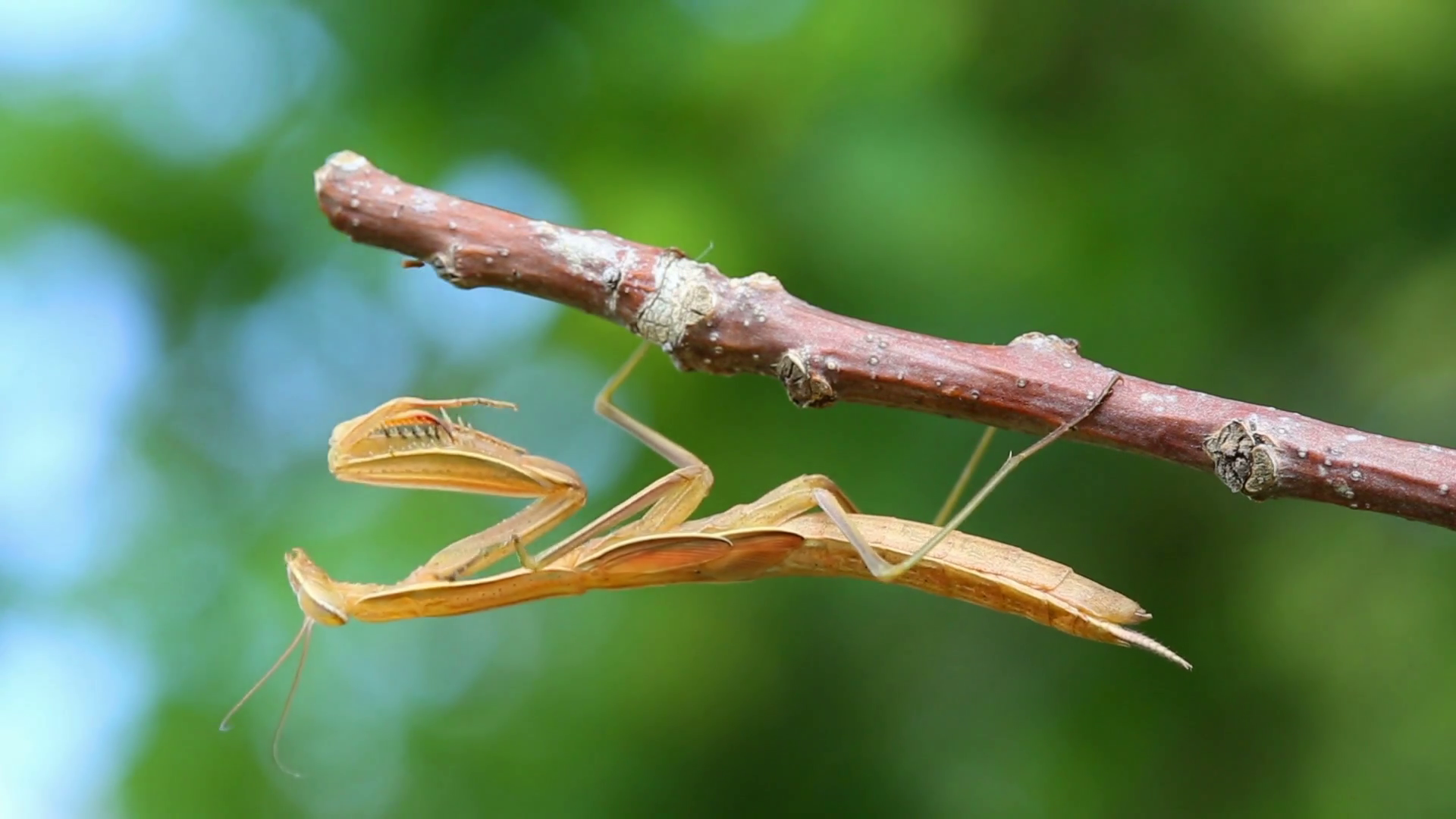 Mantis Is Sitting On Branch Of Tree - Macro Stock Footage SBV-348576605 ...