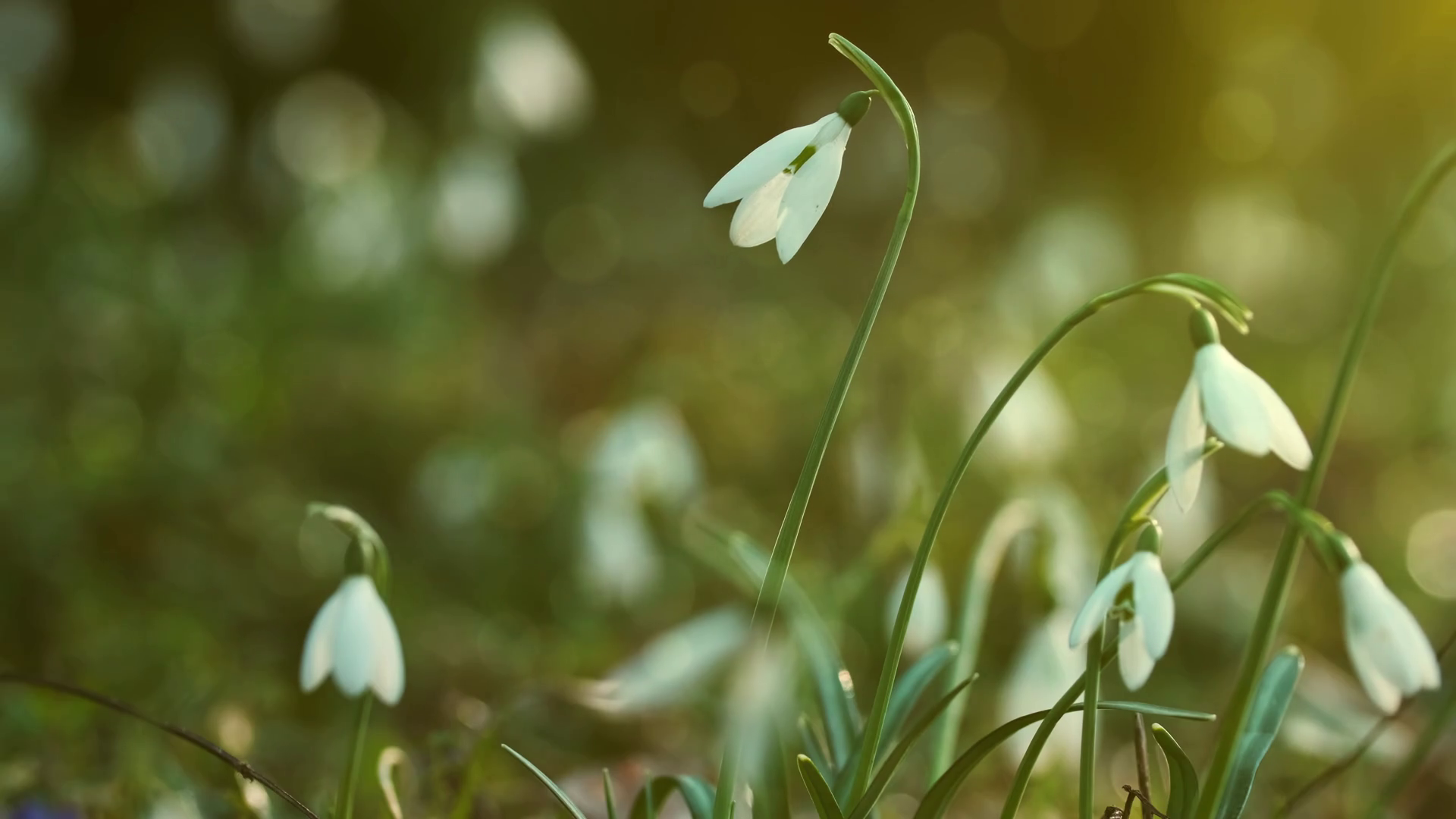Snowdrops In Spring Forest Stock Footage SBV-347496954 - Storyblocks