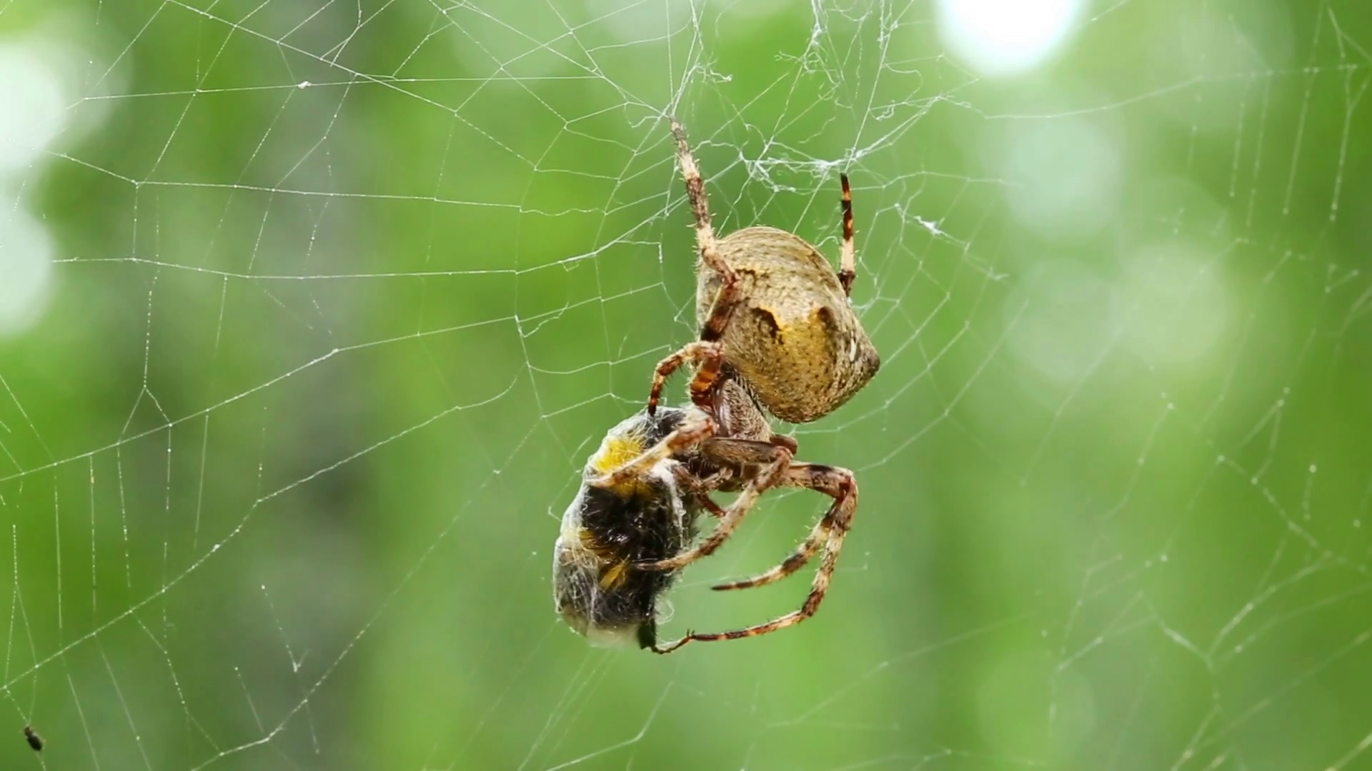 Spider Eats Prey - Macro Shot Stock Footage SBV-348576973 - Storyblocks