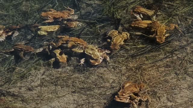 Tosh Frogs Stock Footage: Royalty-Free Video Clips - Storyblocks