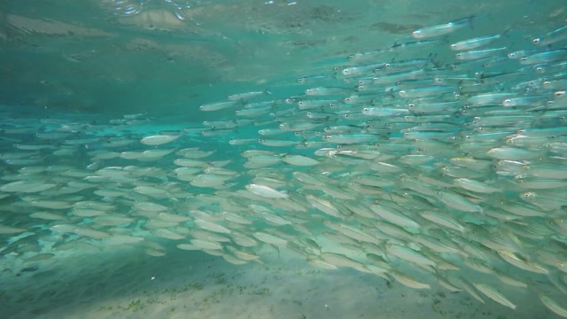 Fish Behavior Stock Footage: Royalty-Free Video Clips - Storyblocks