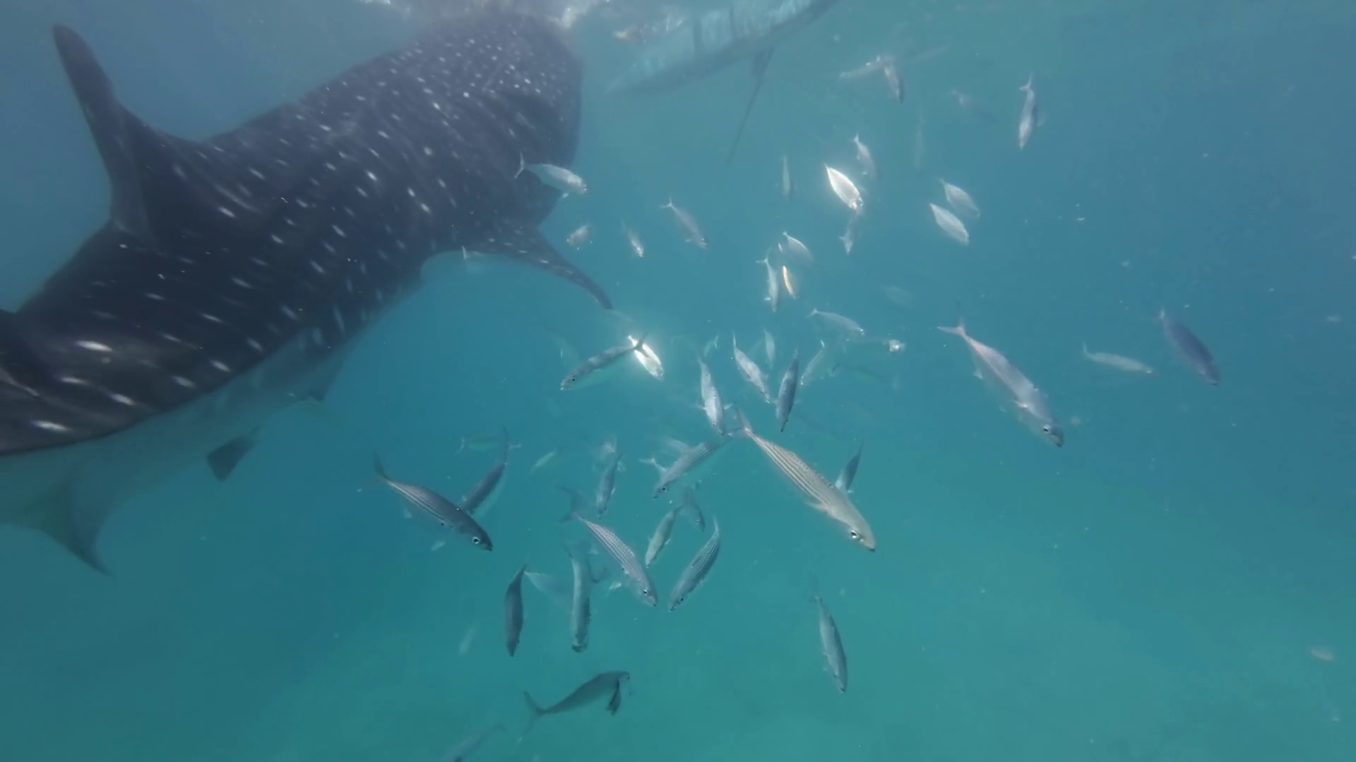 Whale Shark Eating In Sea Huge Oceanic Stock Footage SBV-348807438 ...