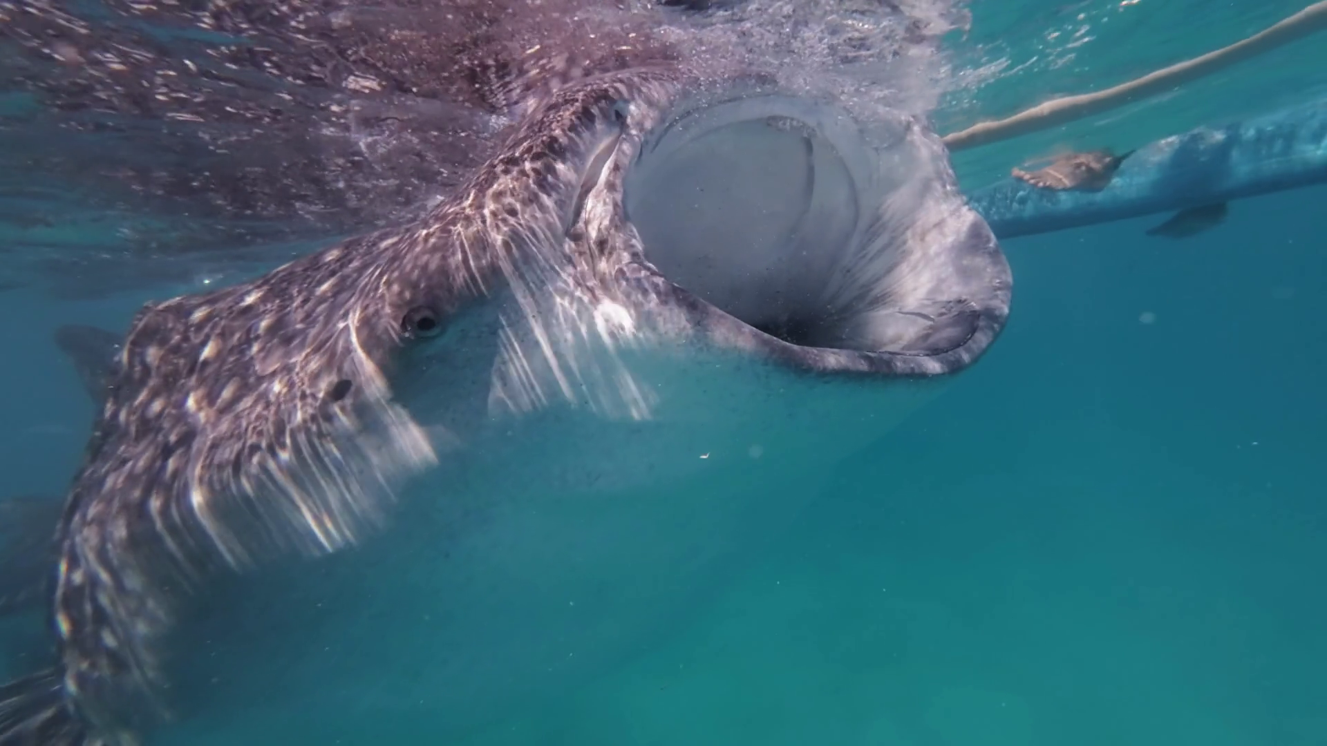 Whale Shark Eating In Sea Huge Oceanic Stock Footage SBV-348822243 ...