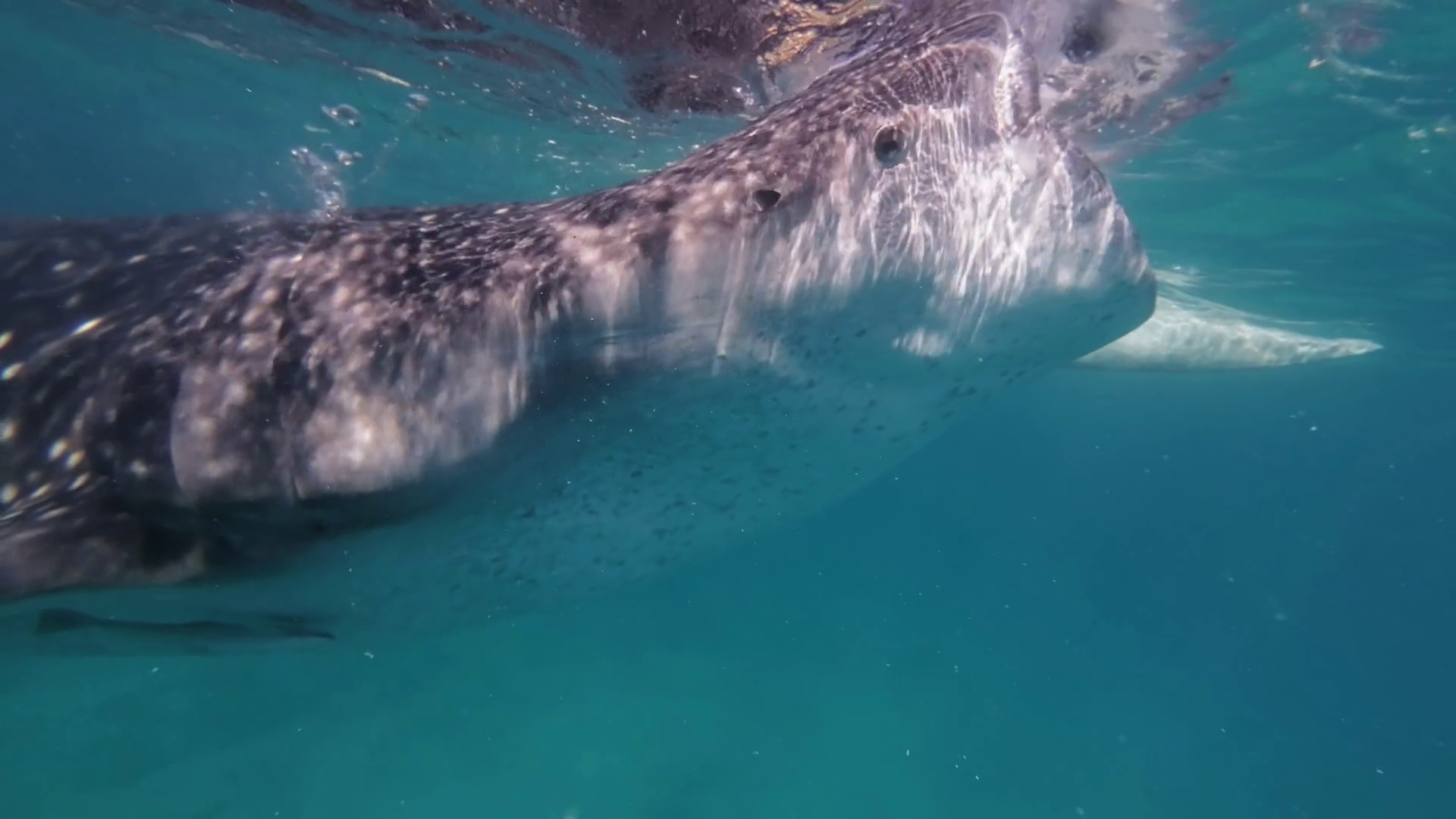 Whale Shark Eating In Sea Huge Oceanic Stock Footage SBV-348868701 ...