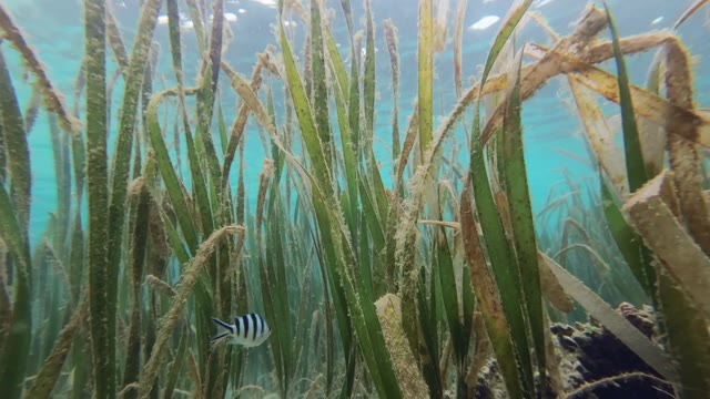 Marine Crops Stock Footage: Royalty-Free Video Clips - Storyblocks