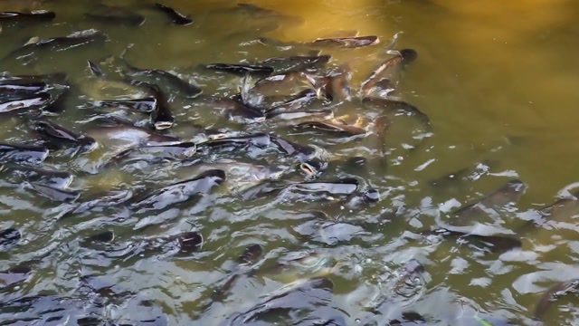 Dying Fish Stock Footage: Royalty-Free Video Clips - Storyblocks