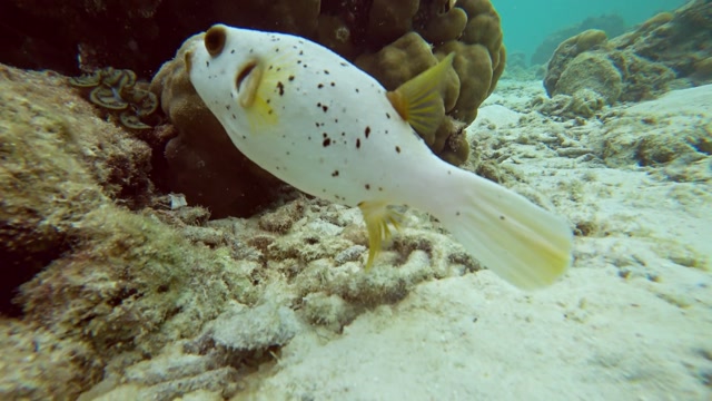 Translucent Fish Stock Footage: Royalty-Free Video Clips - Storyblocks