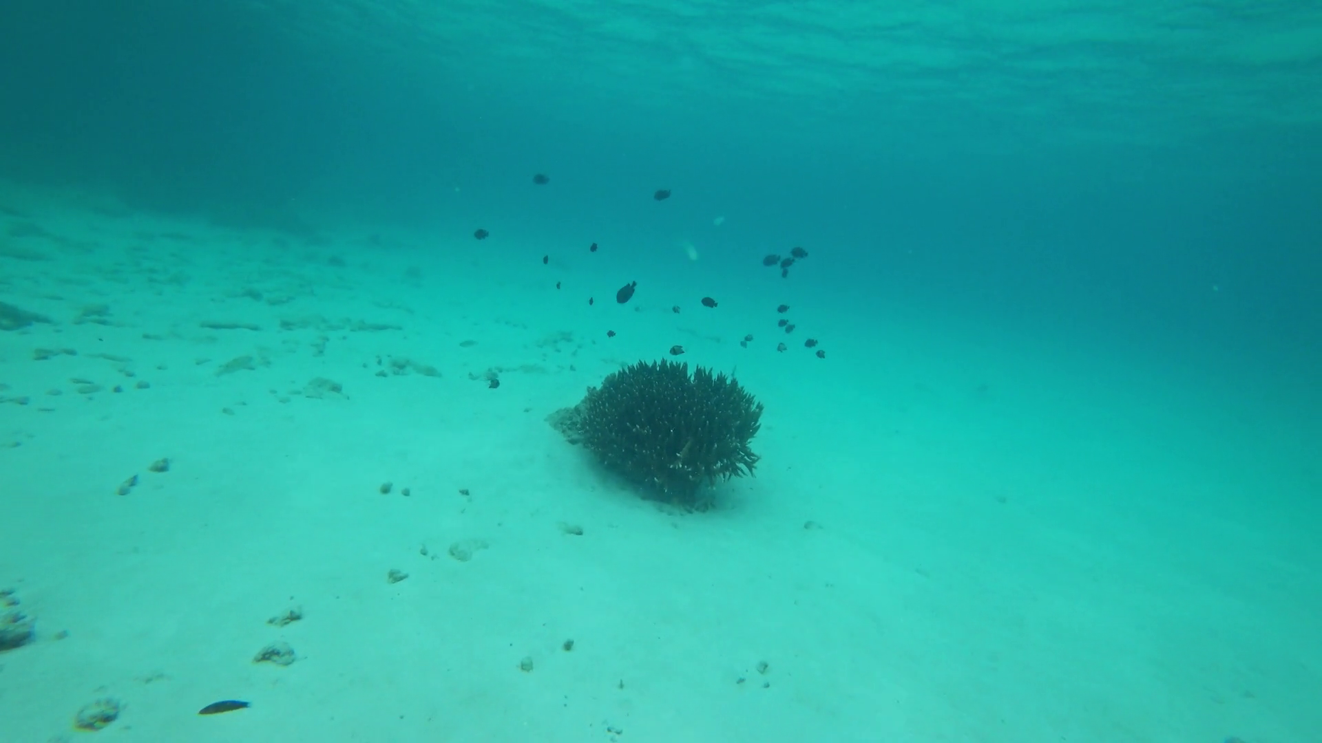Corals On Sand Fish In Andaman Sea Thailand Stock Footage SBV-347783258 ...