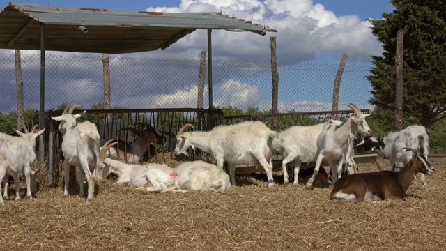 Goats Market Stock Footage: Royalty-Free Video Clips - Storyblocks