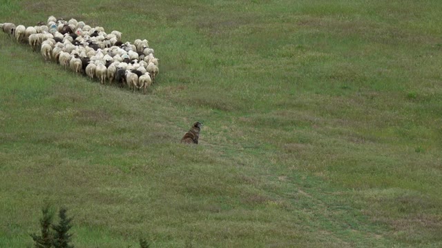 4k Sheep Stock Footage: Royalty-Free Video Clips - Storyblocks