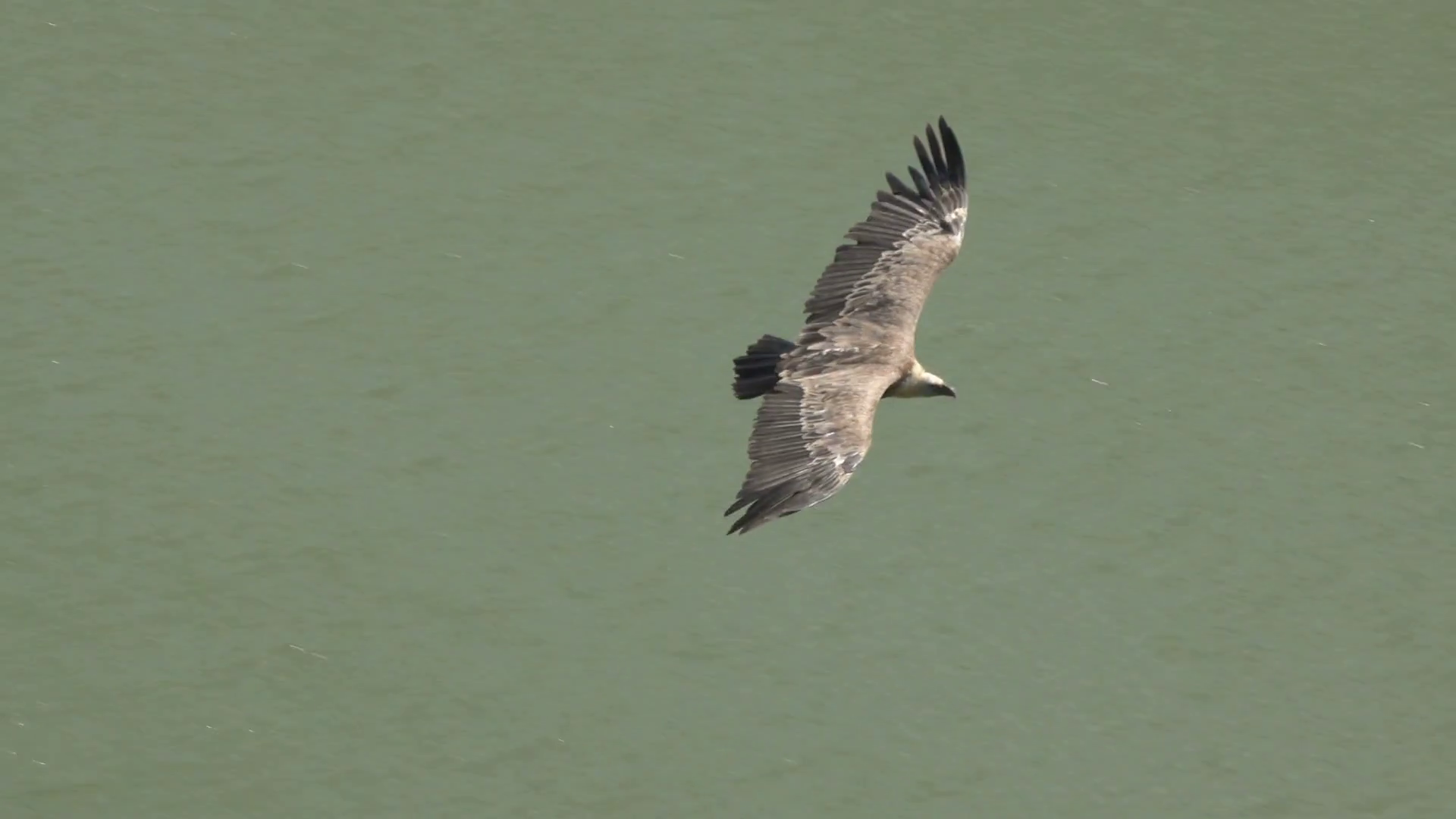 Griffon Vulture Predator Bird Flying Over Stock Footage SBV-347650919 ...