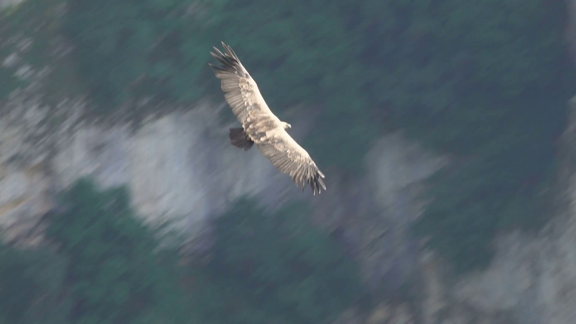 Griffon Vulture Predator Bird Flying Over Stock Footage SBV-347650947 ...