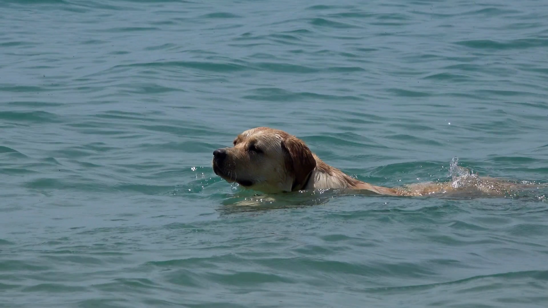 Labrador Retriever Dog Swimming In Sea Stock Footage SBV-347778566 ...