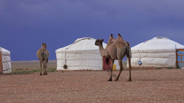 Remote Nomadic Plains Stock Footage: Royalty-Free Video Clips - Storyblocks