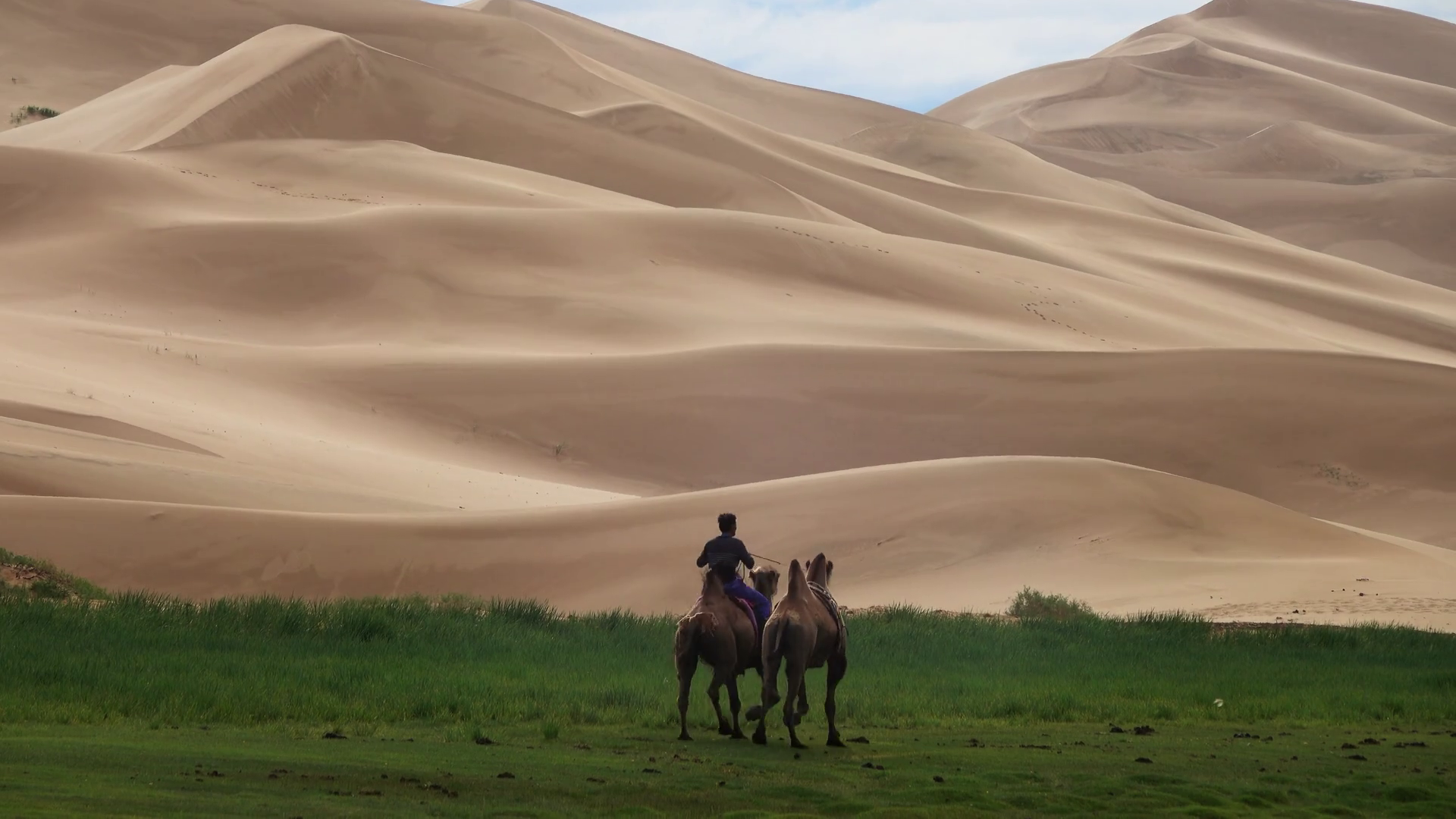 Mongolian Man Training Camels Near Sand Stock Footage SBV-348634438 ...
