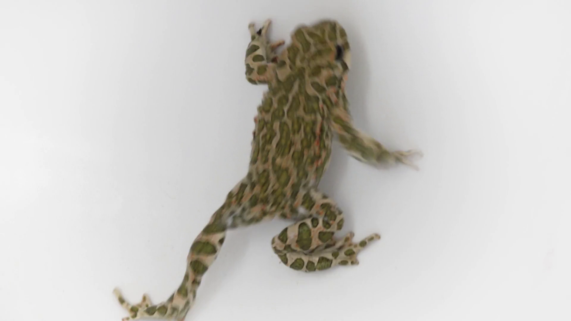 Spotted Toad Crawling On White Background Stock Footage SBV-347403296 ...