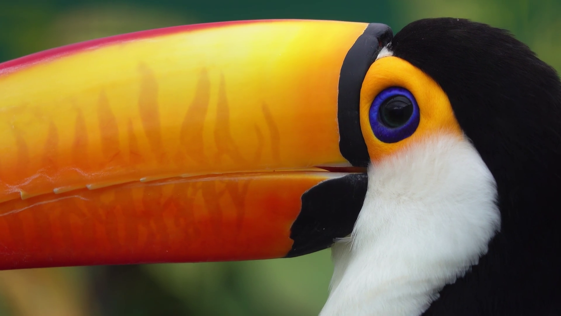Exotic Toco Toucan (ramphastos Toco) Bird Stock Footage SBV-348536479 ...