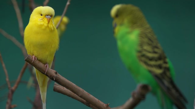 Whispering In Ear Stock Footage: Royalty-Free Video Clips - Storyblocks